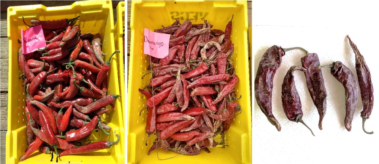 Chile pepper production trial in Michigan - Vegetables