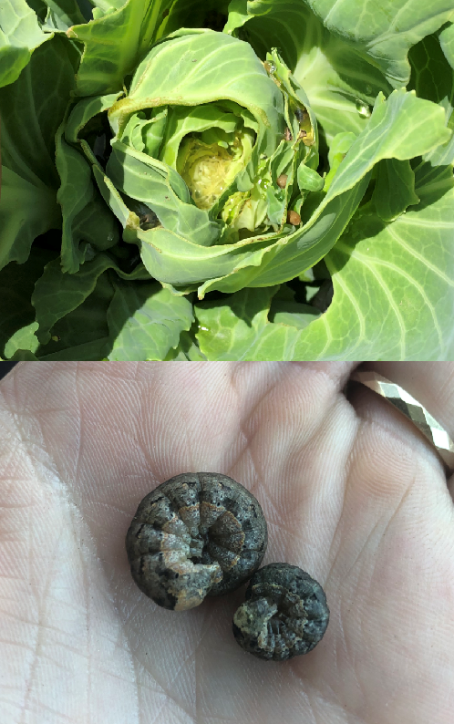 Southeast Michigan vegetable update – June 19, 2019 - Vegetables