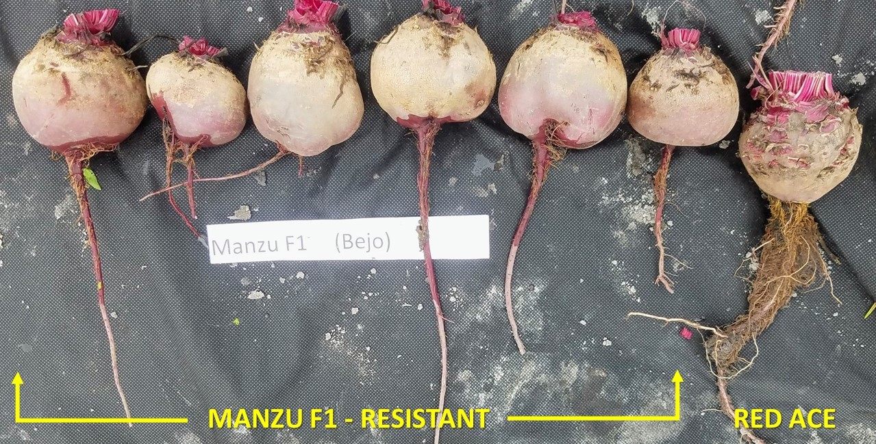 Managing Rhizomania, a new disease for Michigan red beets - Vegetables