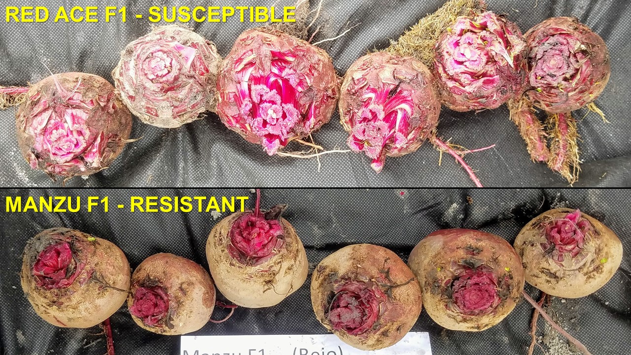 Managing Rhizomania, a new disease for Michigan red beets - Vegetables
