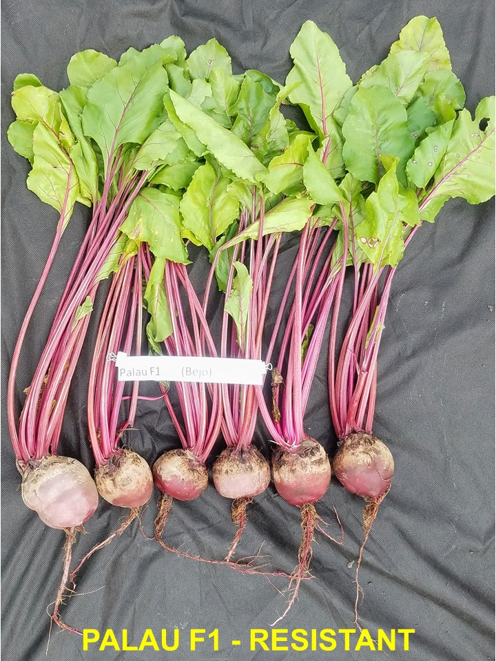 Managing Rhizomania, a new disease for Michigan red beets - Vegetables