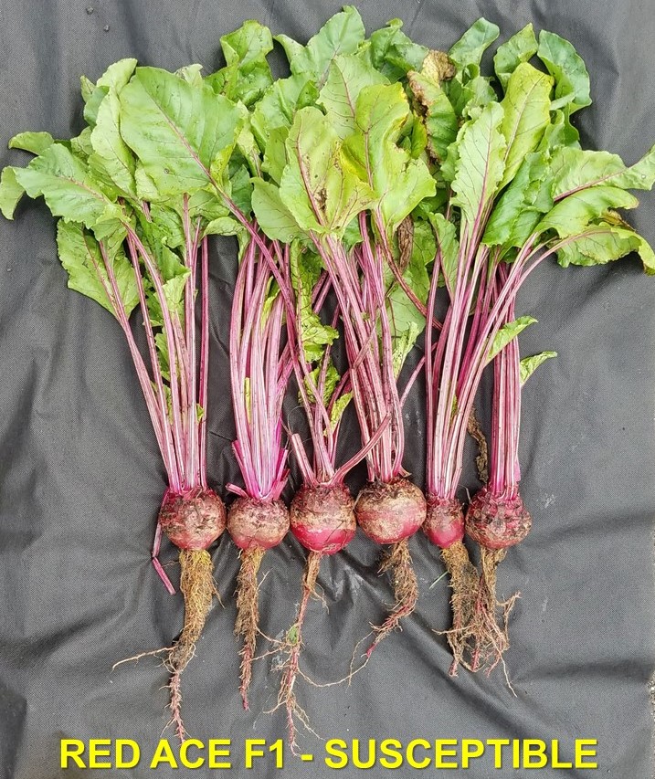 Managing Rhizomania, a new disease for Michigan red beets - Vegetables