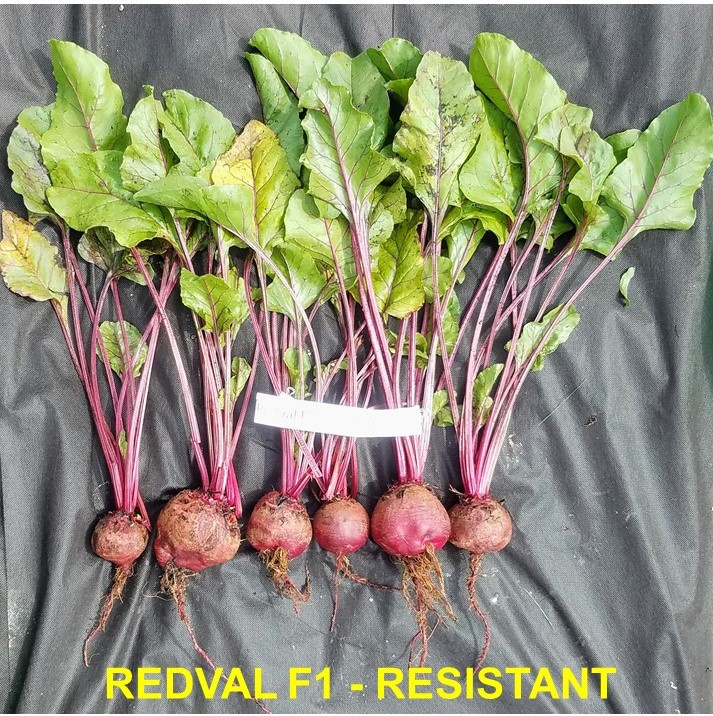 Managing Rhizomania, a new disease for Michigan red beets - Vegetables