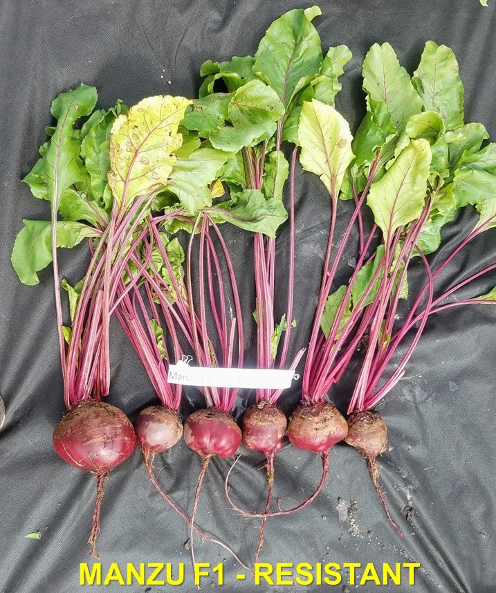 Managing Rhizomania, a new disease for Michigan red beets - Vegetables