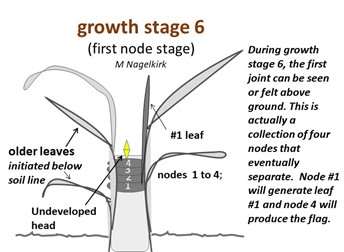 Wheat growth stage 6 signals game on! - Wheat